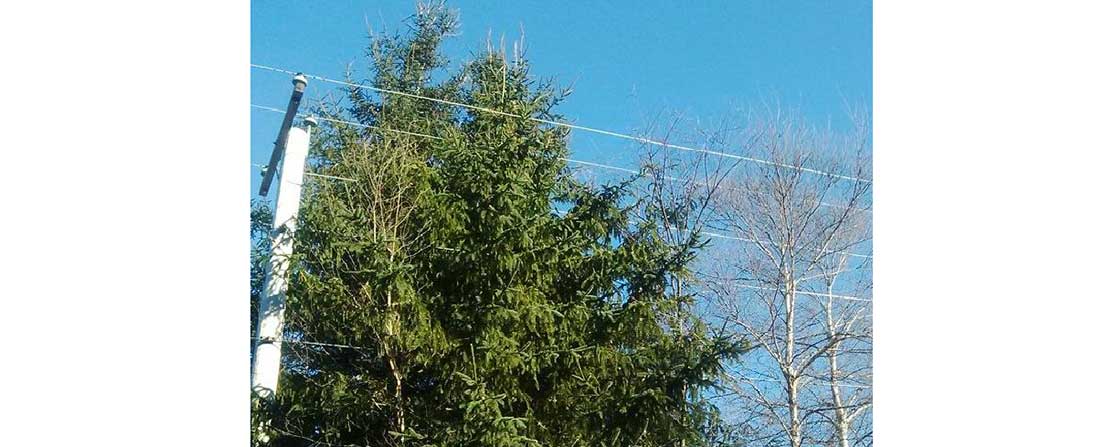 Requesting Tree Maintenance