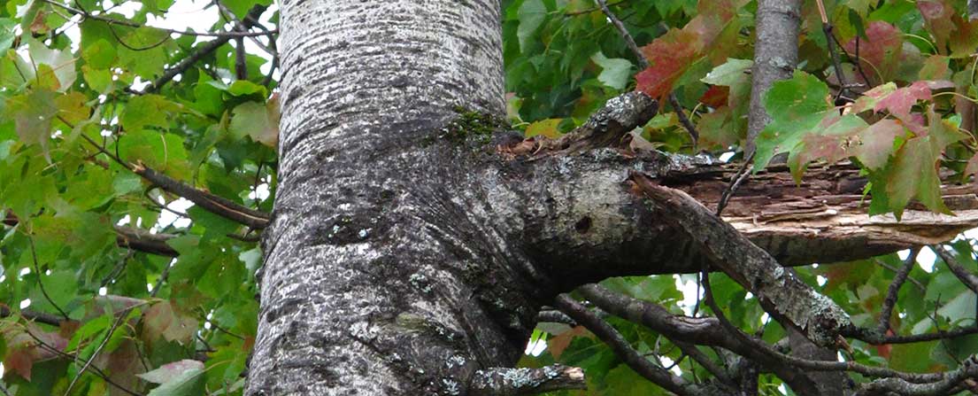 Requesting Tree Maintenance